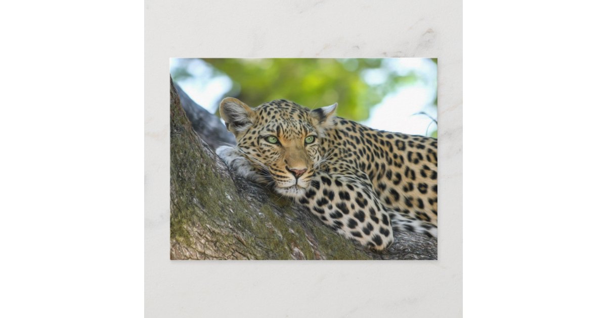 tree leopard postcard | Zazzle