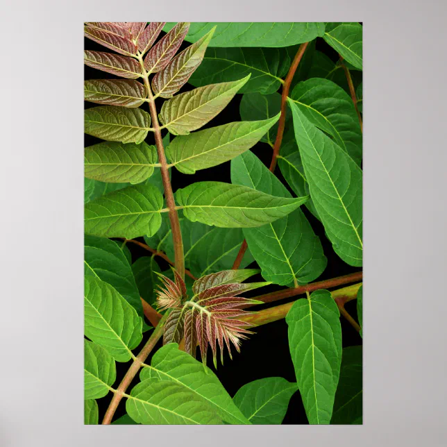 Tree of Heaven Leaves Poster | Zazzle