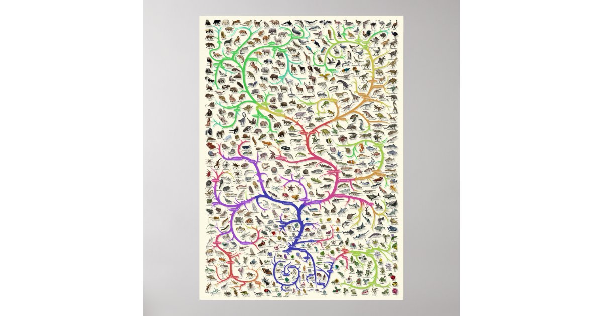 Tree of Life Darwinian Theory of Evolution Poster | Zazzle
