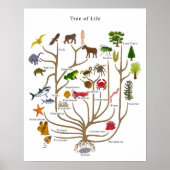 Tree of Life Poster | Zazzle