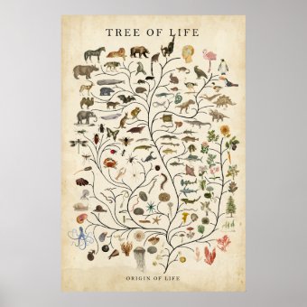 Tree of Life Poster | Zazzle