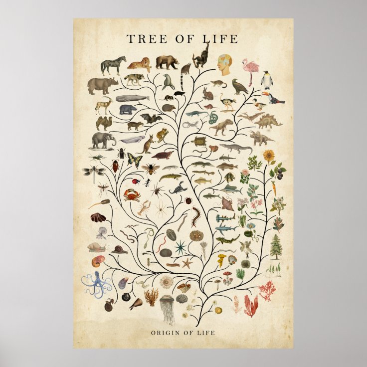 Tree of Life Poster | Zazzle