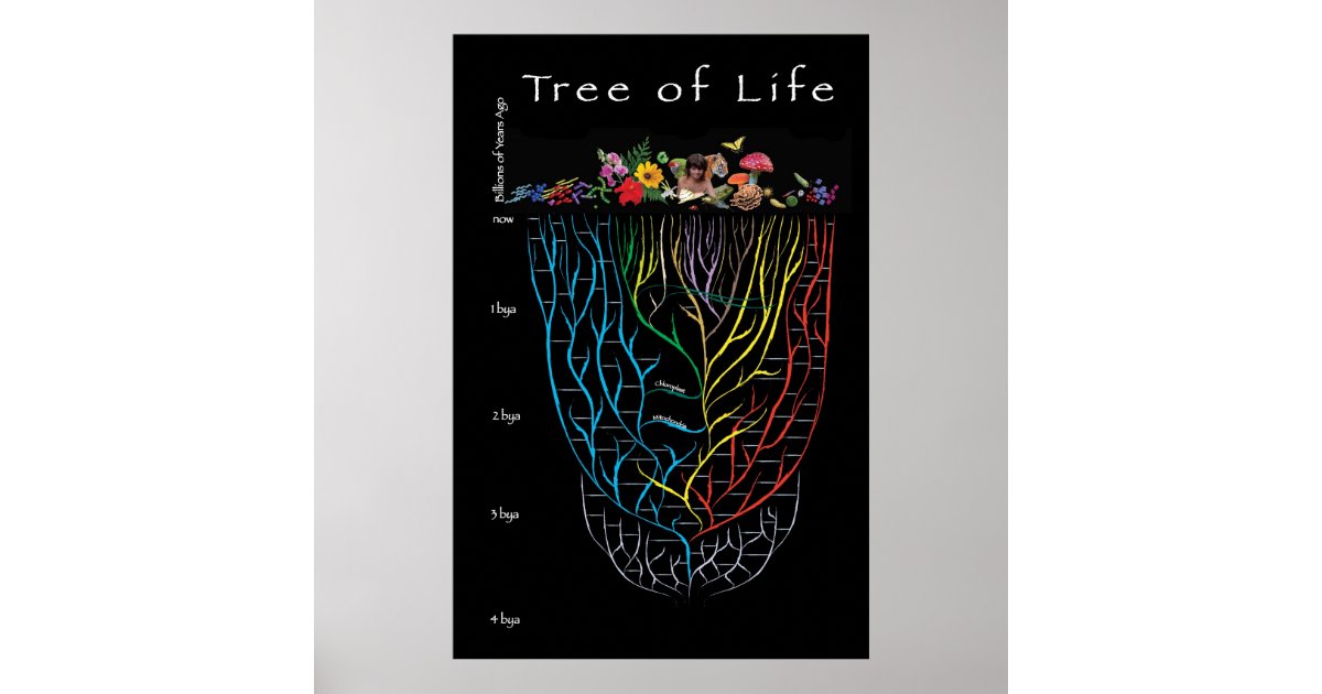 Tree of Life Poster | Zazzle