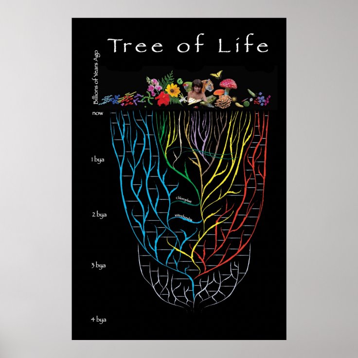 Tree of Life Poster | Zazzle