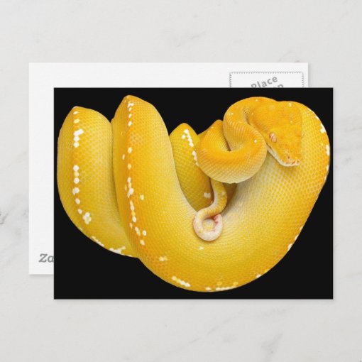Tree Python Postcard | Zazzle