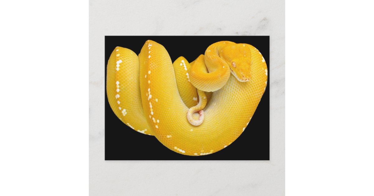 Tree Python Postcard | Zazzle