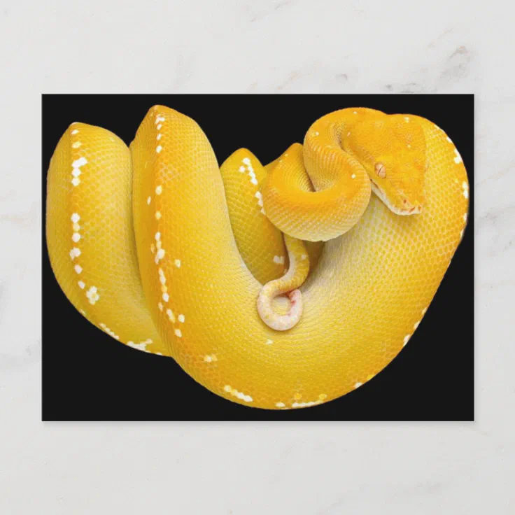 Tree Python Postcard | Zazzle