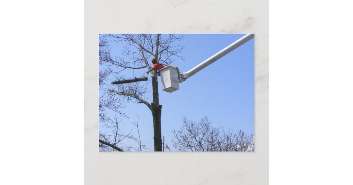 Tree Removal ~ postcard | Zazzle