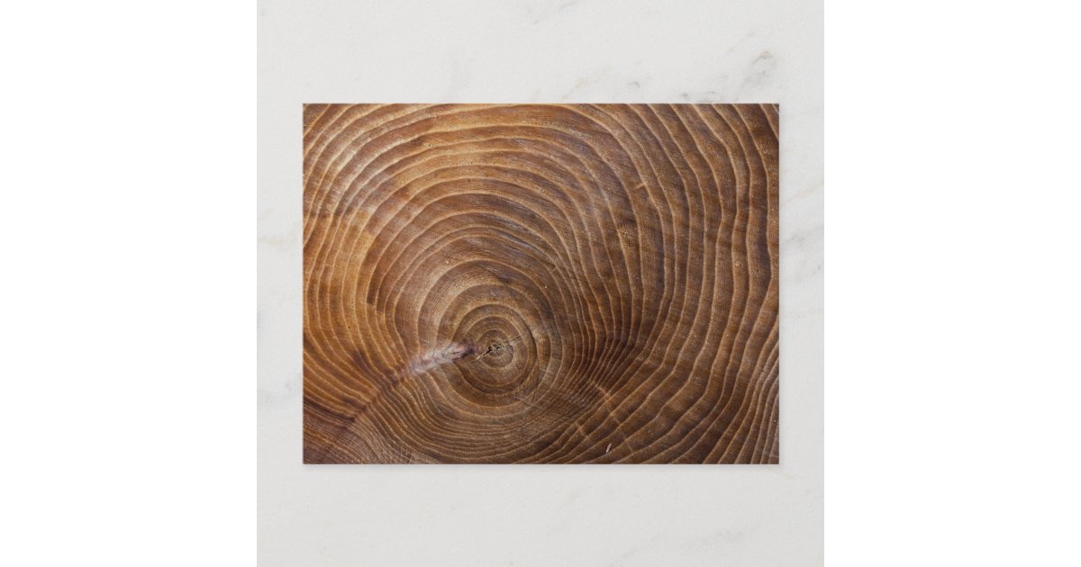 Tree rings postcard | Zazzle
