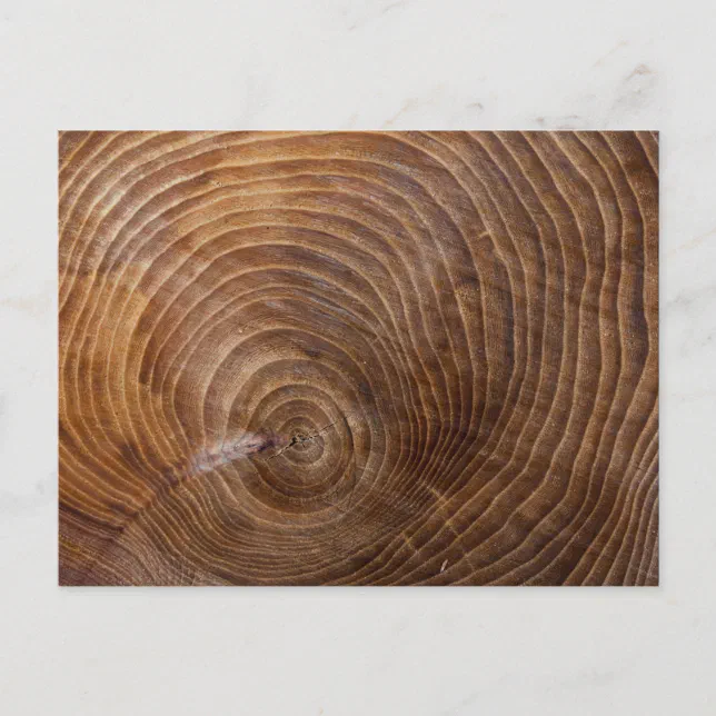 Tree rings postcard | Zazzle