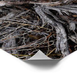 Tree Roots Poster | Zazzle