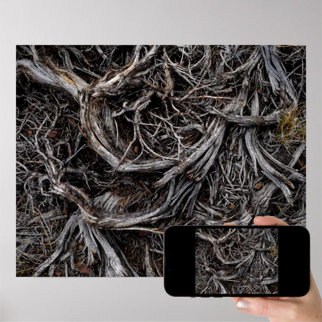 Tree Roots Poster | Zazzle