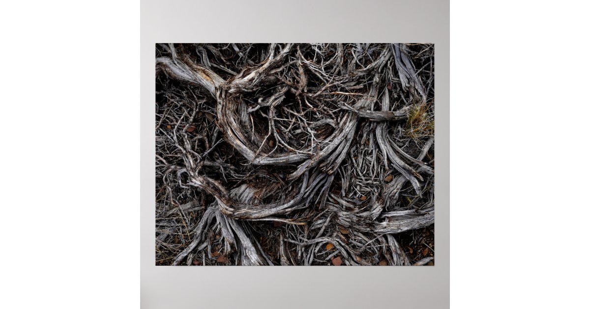 Tree Roots Poster | Zazzle