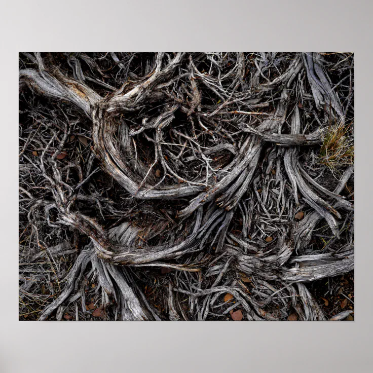 Tree Roots Poster | Zazzle