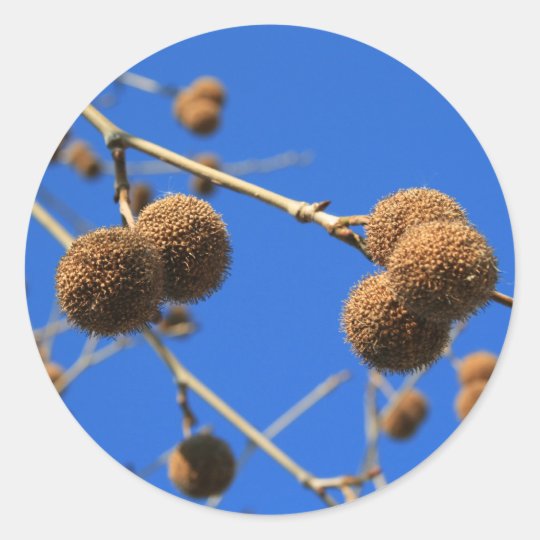 Tree Seed Pods Sticker | Zazzle