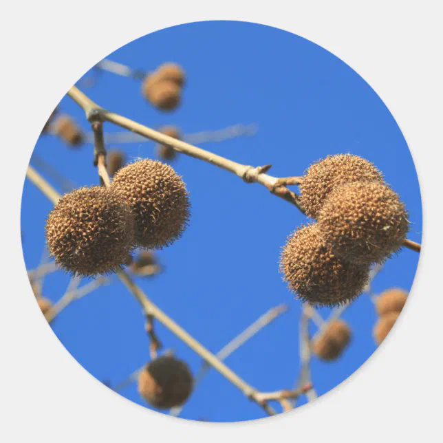 Tree Seed Pods Sticker Zazzle