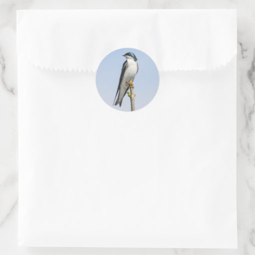 Tree Swallow Classic Round Sticker | Zazzle