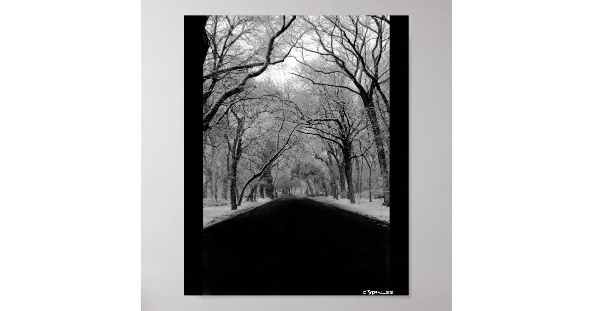 Tree Tunnel Poster | Zazzle