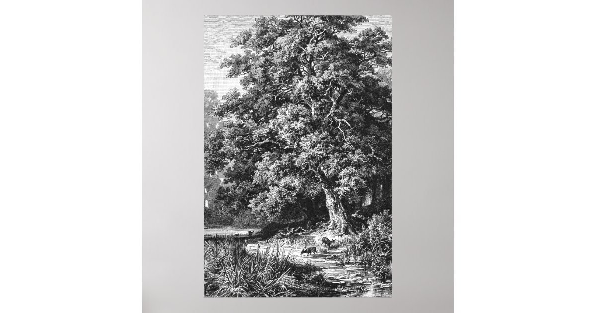 Tree Vintage Black White Oak Poster | Zazzle
