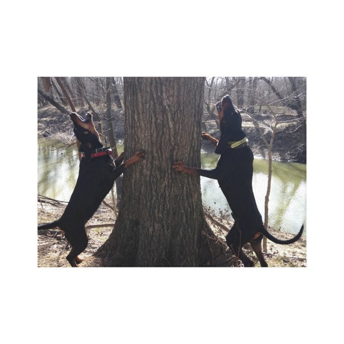 Treeing Coon Hounds Canvas | Zazzle.com