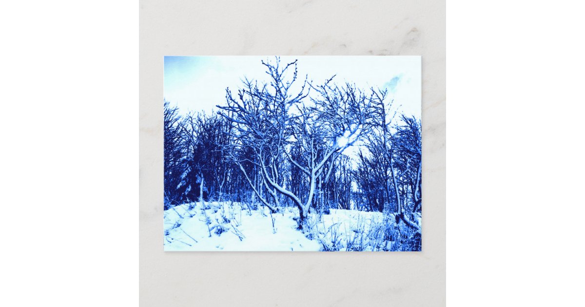 Trees and Snow Scene, Cobalt Blue Postcard | Zazzle