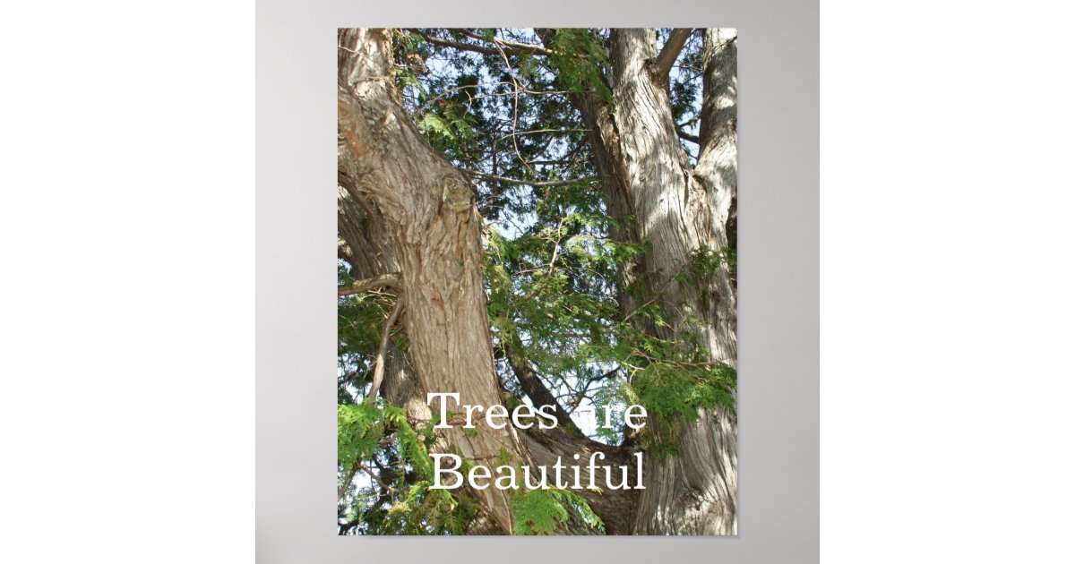 Trees are Beautiful- Cedar Tree Poster | Zazzle