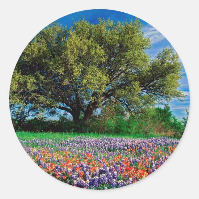 Trees Live Oak Among Texas Bluebonnets Classic Round Sticker | Zazzle
