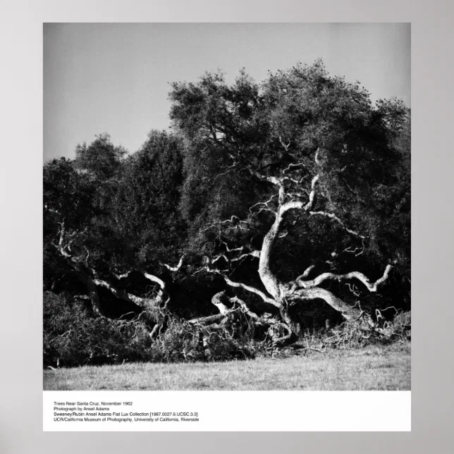 Trees Near Santa Cruz, 1962, by Ansel Adams Poster | Zazzle