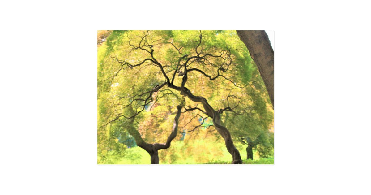 trees postcard | Zazzle.com