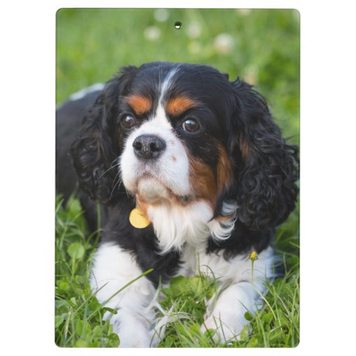 Tri Color Cavalier King Charles Spaniel Dog Clipboard | Zazzle