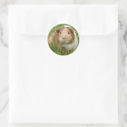 Tri Color Guinea Pig Classic Round Sticker | Zazzle