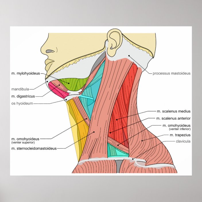 Triangles of the Neck Muscles Anatomical Diagram Poster | Zazzle.com