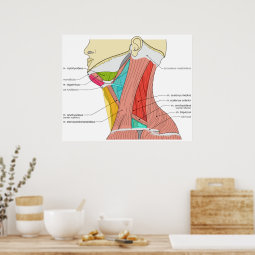 Triangles of the Neck Muscles Anatomical Diagram Poster | Zazzle