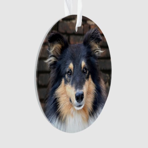 Tricolor Sheltie face Ornament | Zazzle