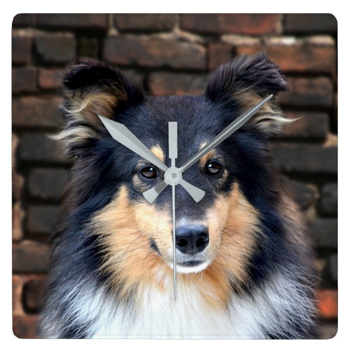 Tricolor Sheltie face Square Wall Clock | Zazzle.com
