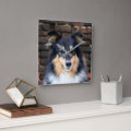 Tricolor Sheltie face Square Wall Clock | Zazzle