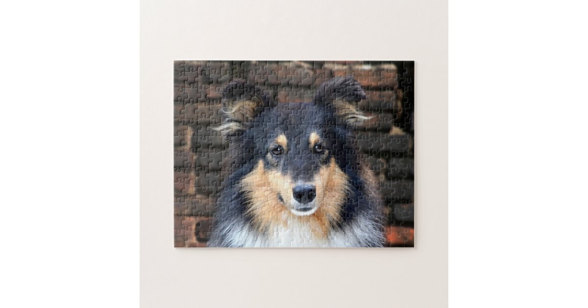 Tricolor Sheltie Jigsaw Puzzle | Zazzle