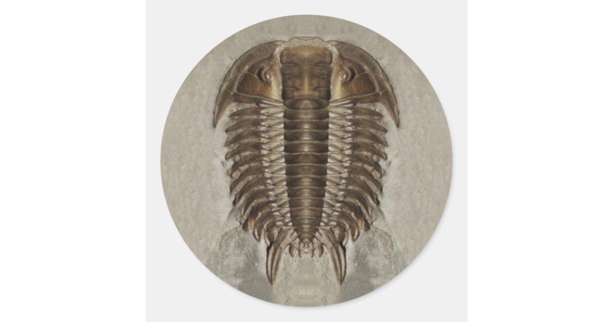 Trilobite Fossil Sticker | Zazzle