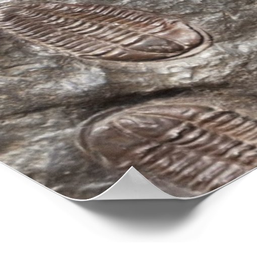 Trilobite, Fossil: TRILOBITES FOSSILS Poster | Zazzle