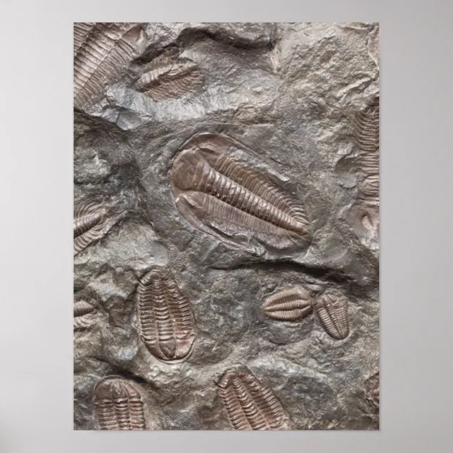 Trilobite, Fossil: TRILOBITES FOSSILS Poster | Zazzle