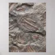 Trilobite, Fossil: TRILOBITES FOSSILS Poster | Zazzle
