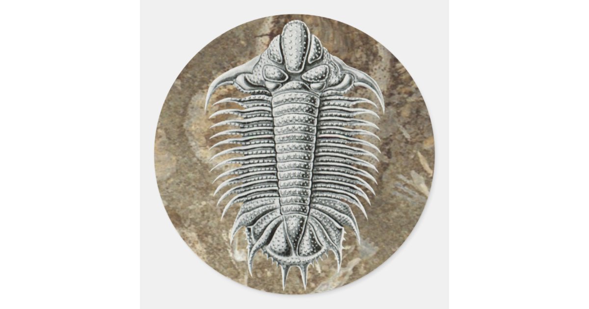 Trilobite Sticker | Zazzle