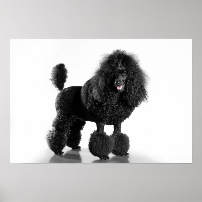 Trimmed black Poodle Poster | Zazzle.com