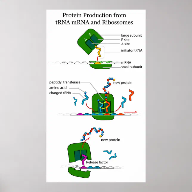 tRNA mRNA Ribosome Function in Protein Translation Poster | Zazzle