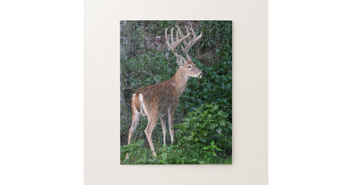 Trophy Whitetail Deer Buck In Velvet Jigsaw Puzzle | Zazzle