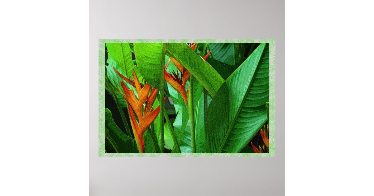 Tropic Birds 36 x 24 Poster | Zazzle