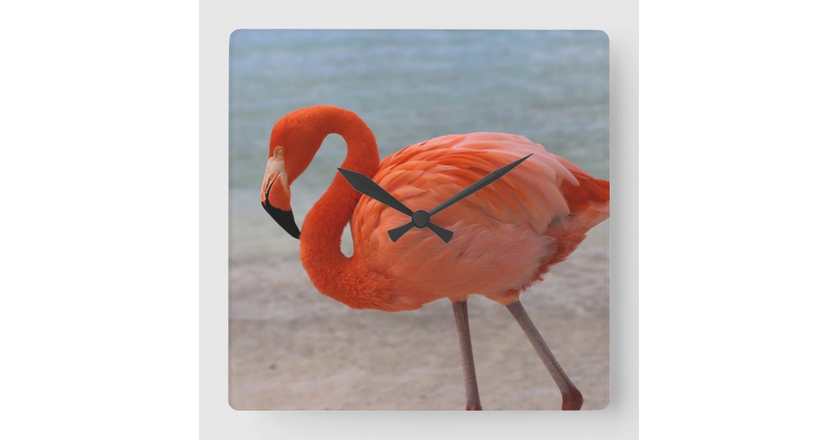 Tropical Beaches | Caribbean Flamingo, Aruba Square Wall Clock | Zazzle