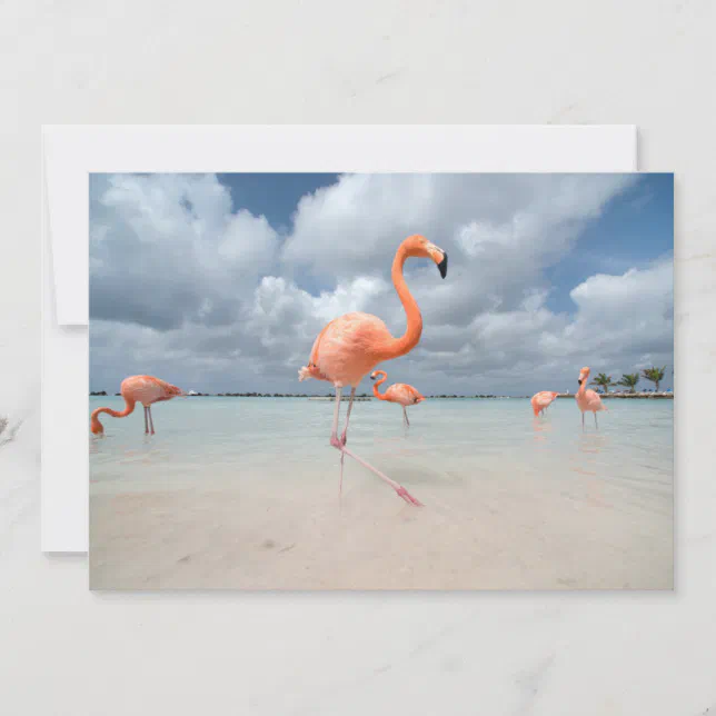 Tropical Beaches | Flamingos Beach, Aruba Thank You Card | Zazzle