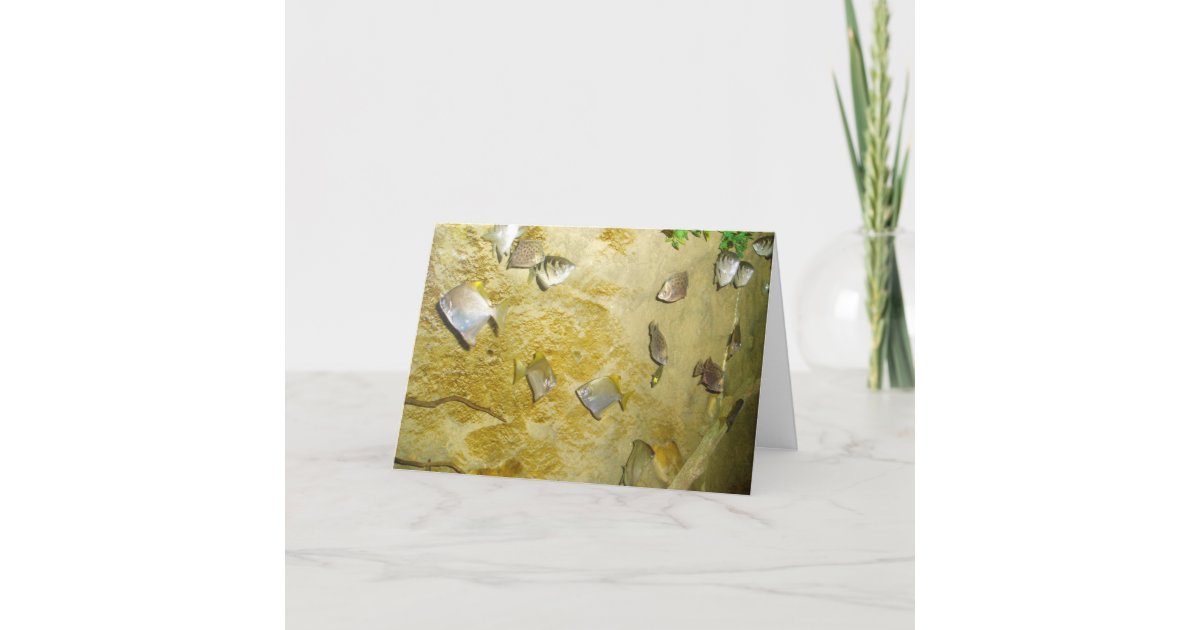 "Tropical Fish" Get Well Card | Zazzle