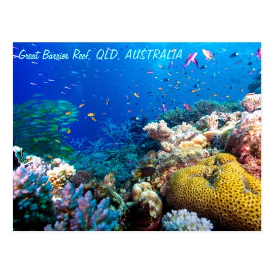 Tropical Fish Great Barrier Reef Coral Sea Postcard | Zazzle.com
